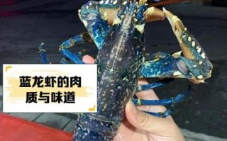 蓝龙虾多少钱一斤_蓝龙虾价格为什么贵