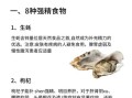 补精子一天吃几个生蚝_生蚝提高精子质量吃多少