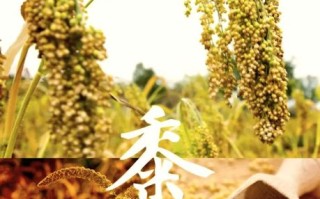 黍子是什么农作物_黍子与小米的区别
