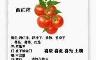 西红柿的营养价值有哪些_吃西红柿对身体有什么好处