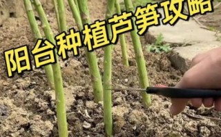 芦笋怎么种_芦笋种植时间和方法