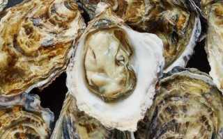 牡蛎图片大全大图_牡蛎高清图鉴怎么拍