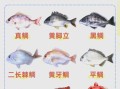鲷怎么读_鲷鱼是鲈鱼吗