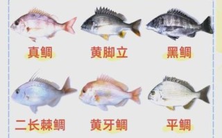 鲷怎么读_鲷鱼是鲈鱼吗 鲷怎么读_鲷鱼是鲈鱼吗