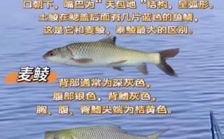 鲮鱼刺多吗_鲮鱼适合宝宝吃吗