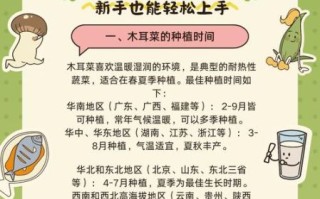 木耳菜又叫什么菜_木耳菜和落葵是同一种吗