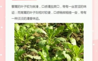 藜蒿和茼蒿有什么区别_哪个更好吃