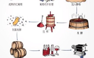 葡萄酒怎么酿造_葡萄酒发酵过程详解