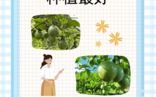 百香果什么时候种_百香果几月份种最合适