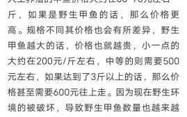 野生甲鱼多少钱一斤_野生甲鱼价格行情