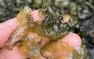 地耳菜怎么做好吃_地耳菜的功效与作用