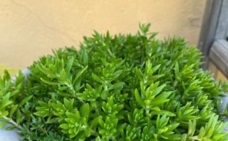 垂盆草图片长什么样_垂盆草怎么养护