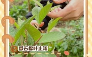 番石榴叶降血糖真的有用吗_番石榴叶茶怎么喝才有效