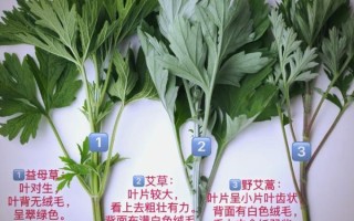 艾草种类图片_如何区分常见艾草品种