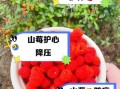 山莓的功效与作用_山莓怎么吃效果最好