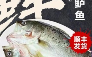 白蕉海鲈鱼一斤多少钱_2024最新行情