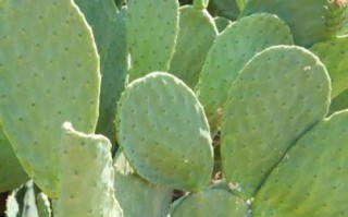 仙人草图片_仙人草长什么样