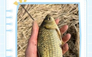 鲫鱼读音几声_鲫鱼怎么读才标准