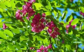 刺槐什么时候开花_刺槐花期持续多久