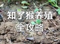 知了猴怎么养殖_知了猴养殖技术
