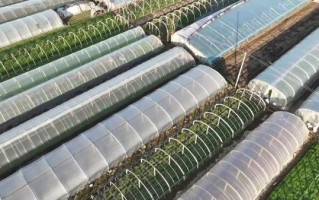 蔬菜大棚一亩利润多少_如何提高收益