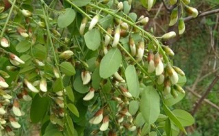 洋槐花能吃吗_洋槐花有毒吗