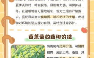 蓬蒿菊怎么养_蓬蒿菊的花语是什么