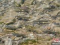青海湖湟鱼能吃吗_湟鱼保护政策详解