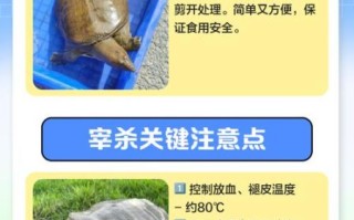 怎么杀甲鱼_甲鱼宰杀视频教程