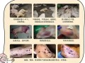 非洲猪瘟的症状有哪些_非洲猪瘟怎么治疗