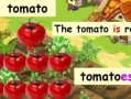 西红柿英语怎么说_tomato复数形式怎么写