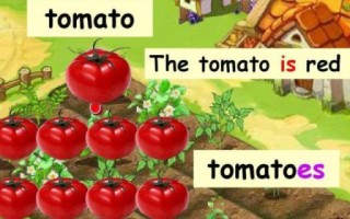 西红柿英语怎么说_tomato复数形式怎么写
