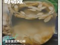 麦冬的功效与作用_麦冬怎么吃效果最好