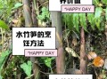 水竹笋怎么做好吃_水竹笋的功效与作用
