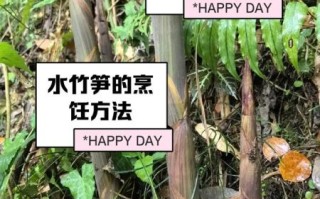 水竹笋怎么做好吃_水竹笋的功效与作用