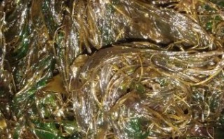 海麻线包子怎么做_海麻线包子是哪里的特产