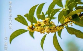 桂花图片唯美_如何拍摄桂花意境