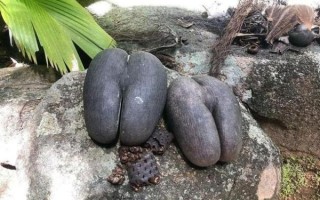 海椰子长什么样_海椰子能吃吗