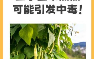 四季豆不能和什么一起吃_中毒真相