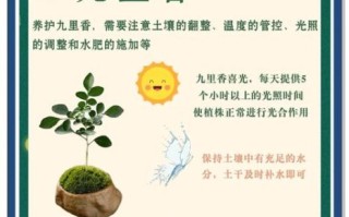 九里香怎么养_九里香养殖注意事项