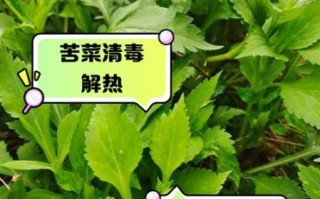 山苦菜的功效与作用_山苦菜怎么吃效果最好