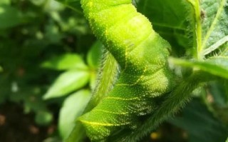 豆丹虫图片_豆丹虫长什么样