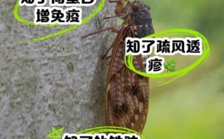 炒知了的功效与作用_孕妇能吃吗