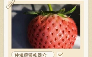 草莓怎么种_草莓种植技巧