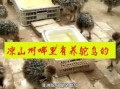 鸵鸟养殖需要办什么证_养鸵鸟要办哪些手续