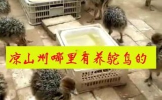 鸵鸟养殖需要办什么证_养鸵鸟要办哪些手续