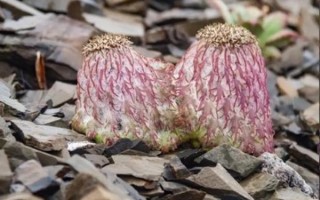 藏雪莲长什么样_藏雪莲图片怎么辨别真假