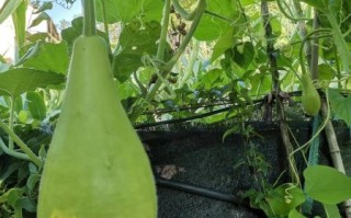 瓠瓜图片大全_瓠瓜和葫芦区别在哪