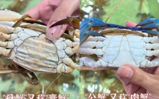兰花蟹是什么_兰花蟹多少钱一斤