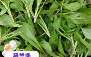 马兰头花能吃吗_马兰头花有什么功效